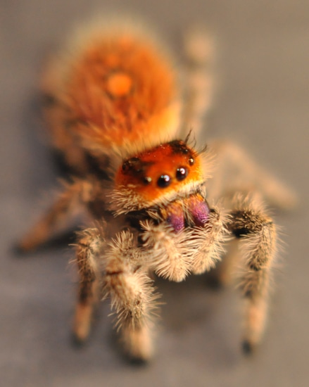 Regal Jumping Spider - Phidippus Regius - Orange Morph by Lone Star Spiders