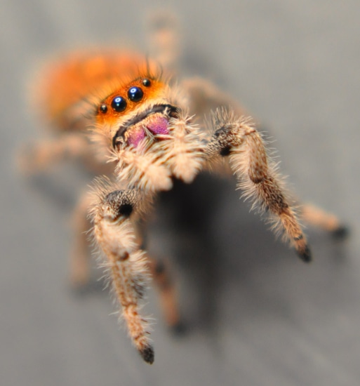 Regal Jumping Spider - Phidippus Regius - Orange Morph by Lone Star Spiders