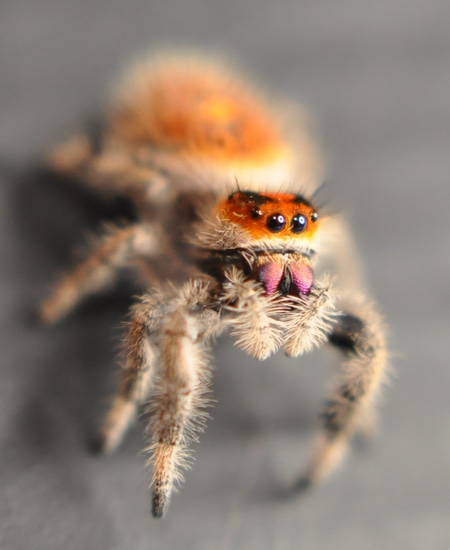 Regal Jumping Spider - Phidippus Regius - Orange Morph by Lone Star Spiders