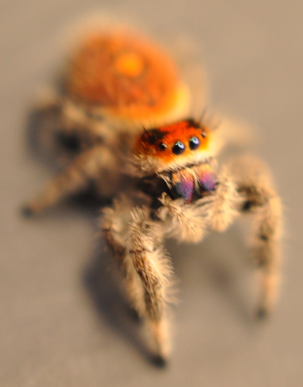 Regal Jumping Spider - Phidippus Regius - Orange Morph by Lone Star Spiders