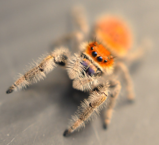 Regal Jumping Spider - Phidippus Regius - Orange Morph by Lone Star Spiders