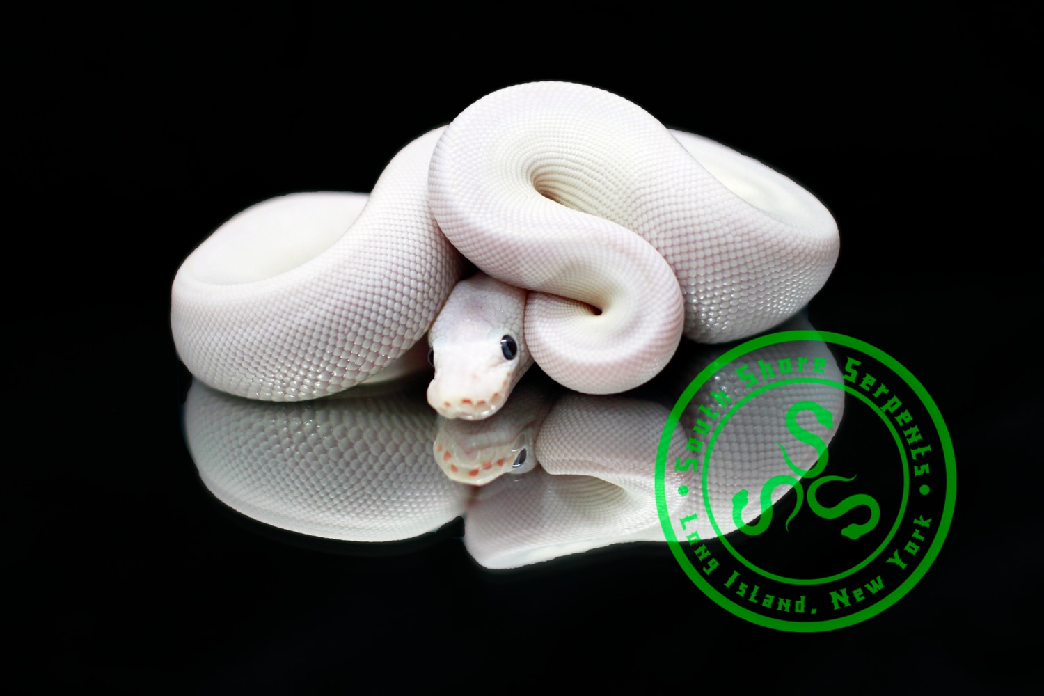 Blue Eyed Lucy (Moj Les) Pos Het Piebald Ball Python by South Shore ...
