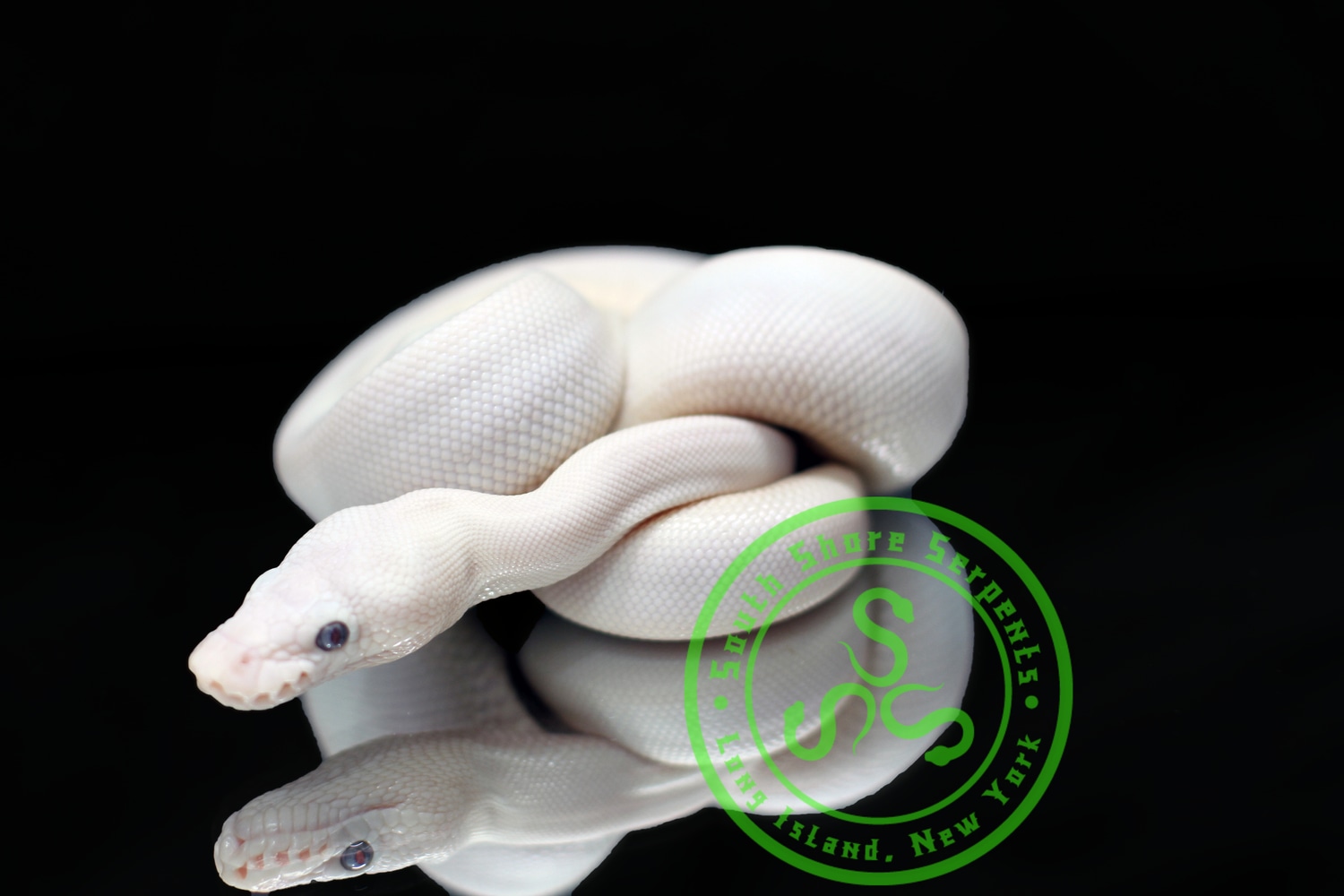 Blue Eyed Lucy (Moj Les) Pos Het Piebald Ball Python by South Shore ...