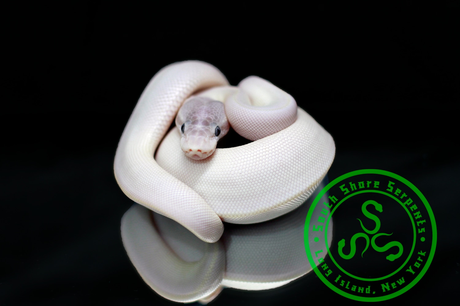 Blue Eyed Lucy (Moj Moj) Pos Het Piebald Ball Python by South Shore ...