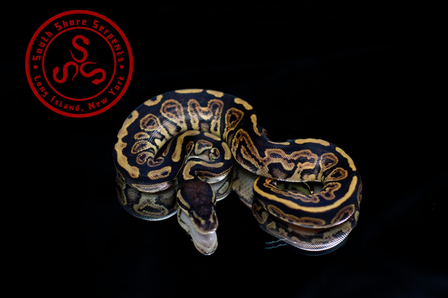 DH Black Pastel (Het Pied Het Albino) Ball Python by South Shore ...