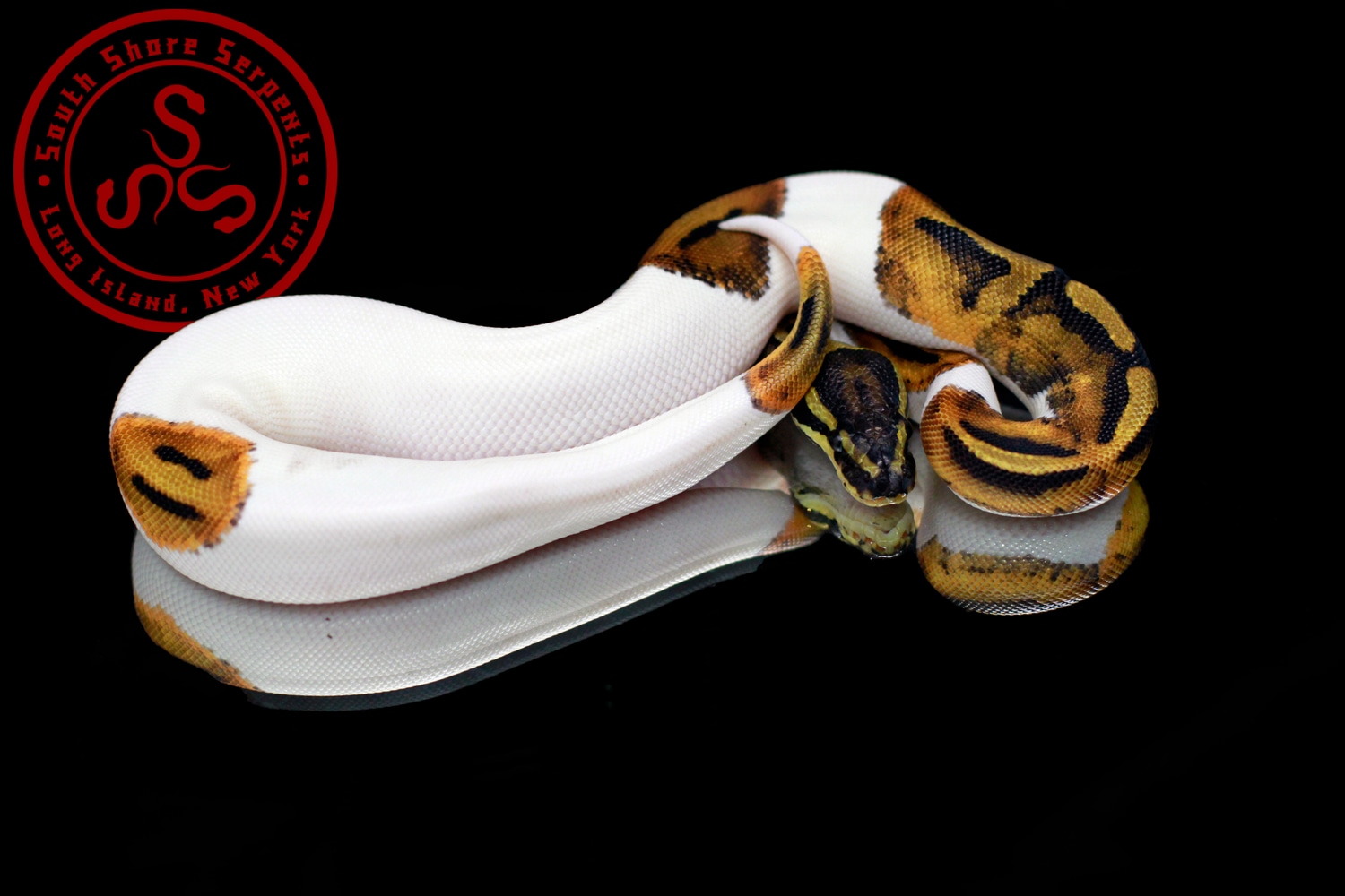 Piebald Ball Python by South Shore Serpents - MorphMarket