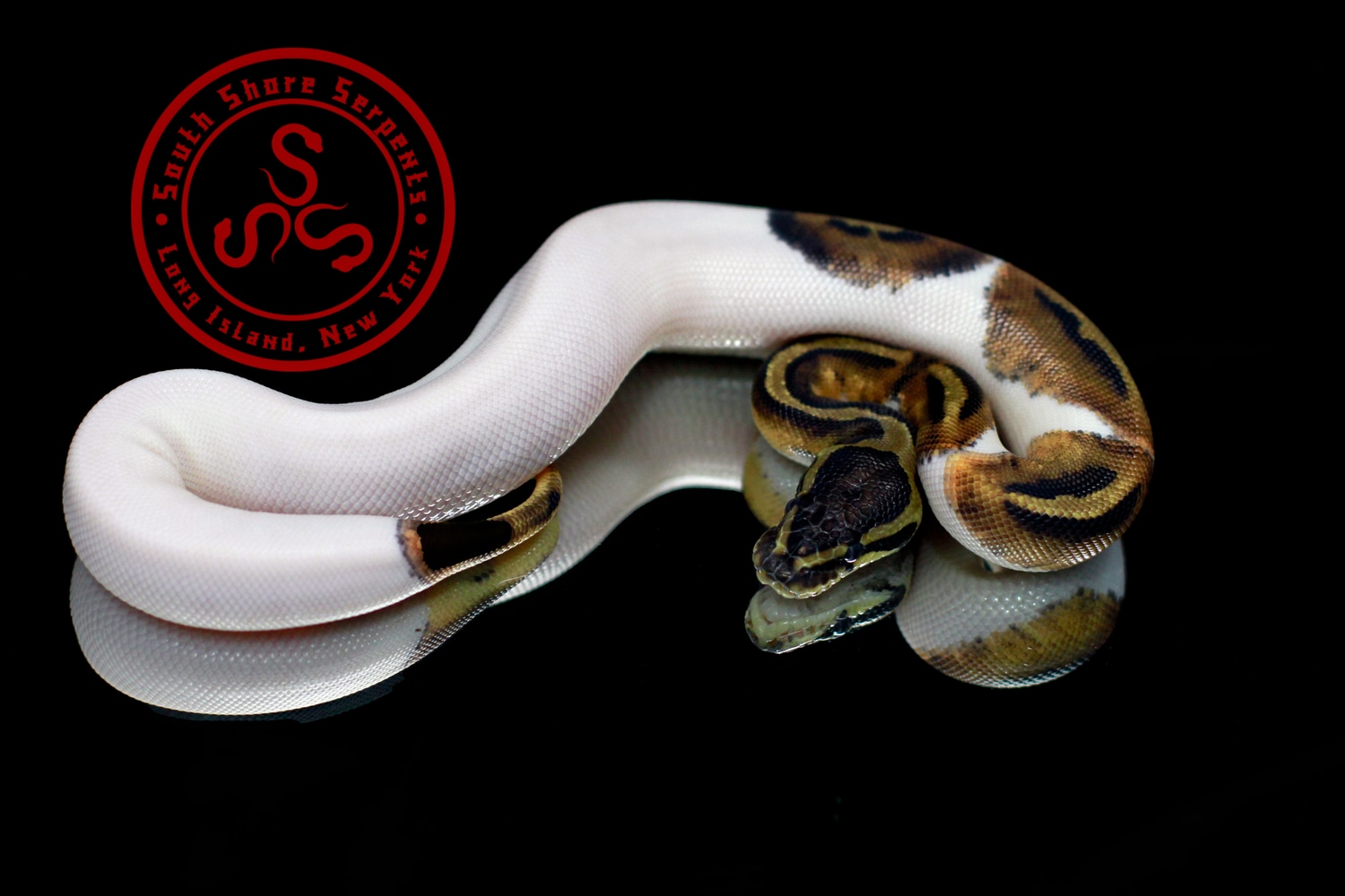 Piebald (Emoji) Ball Python by South Shore Serpents - MorphMarket