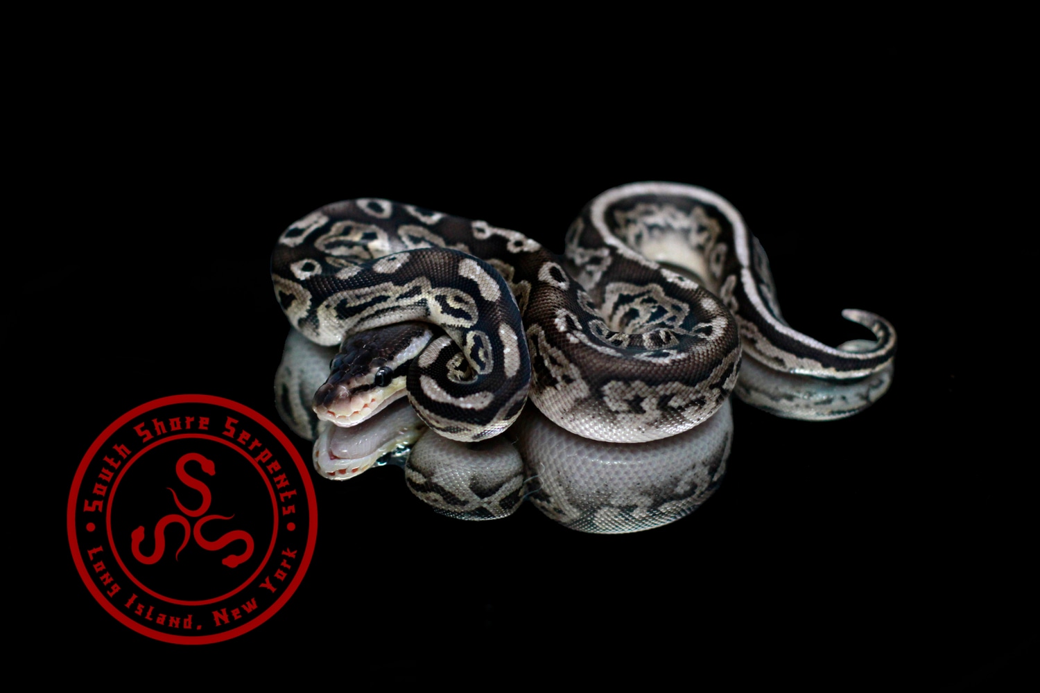 DH Pastel Black Pastel (Sterling) Het Piebald Het Albino Ball Python by ...