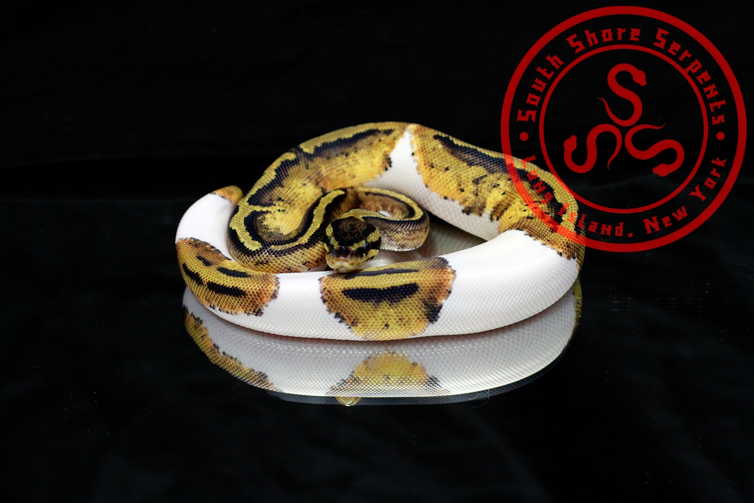 Pastel Piebald Ball Python by South Shore Serpents - MorphMarket