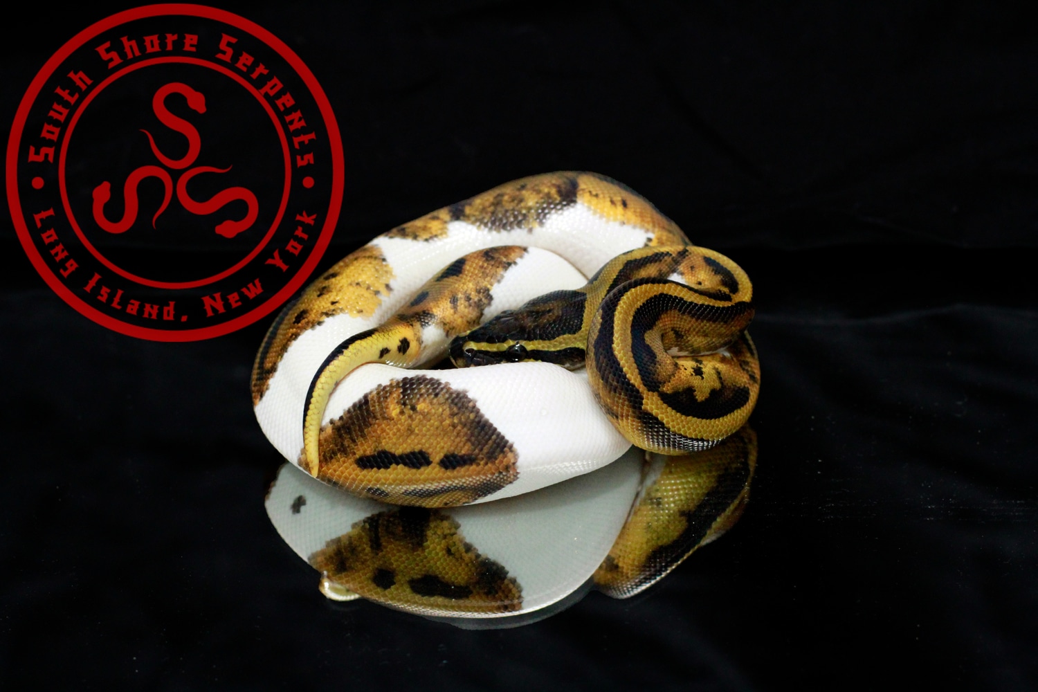 Piebald Ball Python by South Shore Serpents - MorphMarket