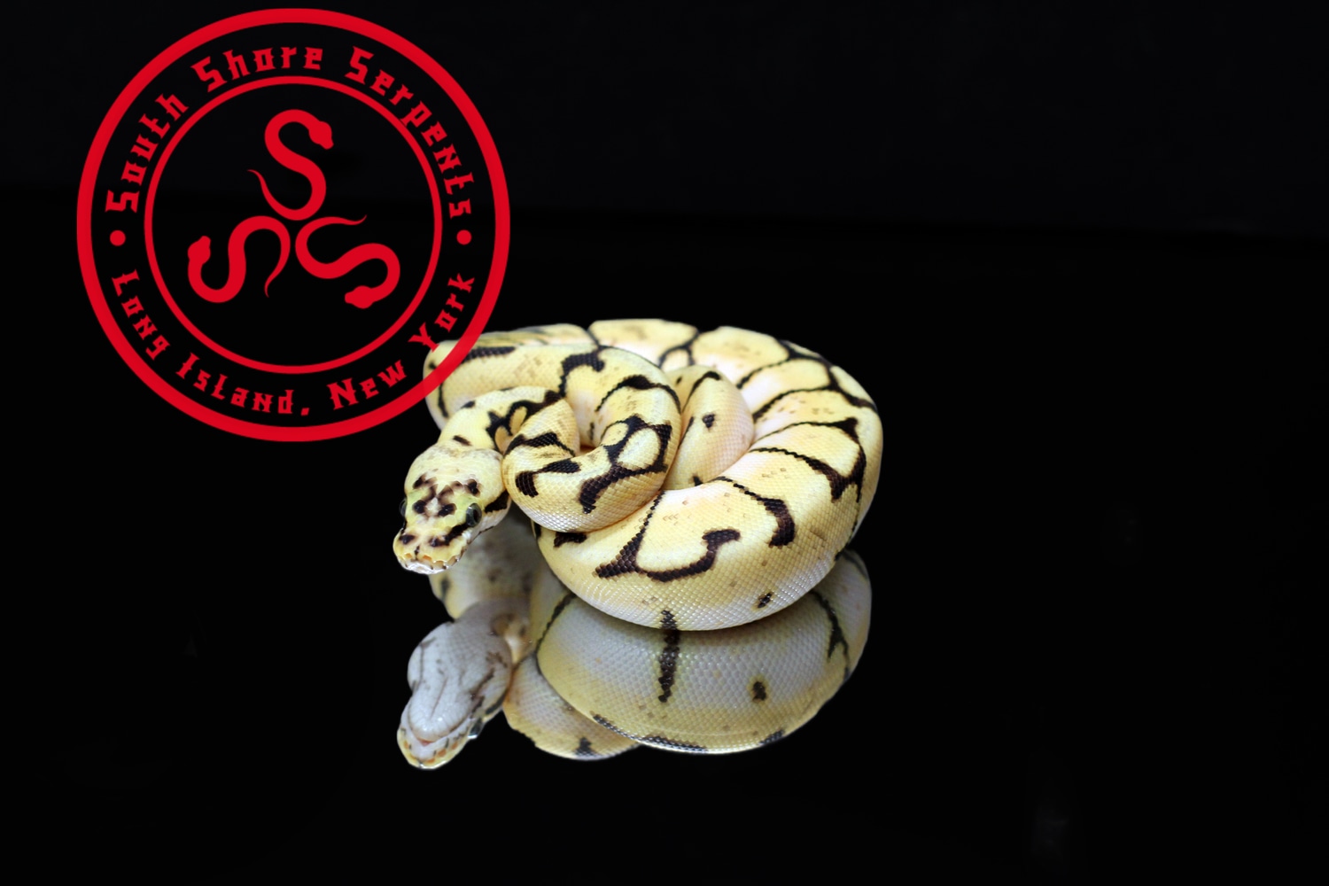 Enchi Bumblebee Ball Python by South Shore Serpents - MorphMarket