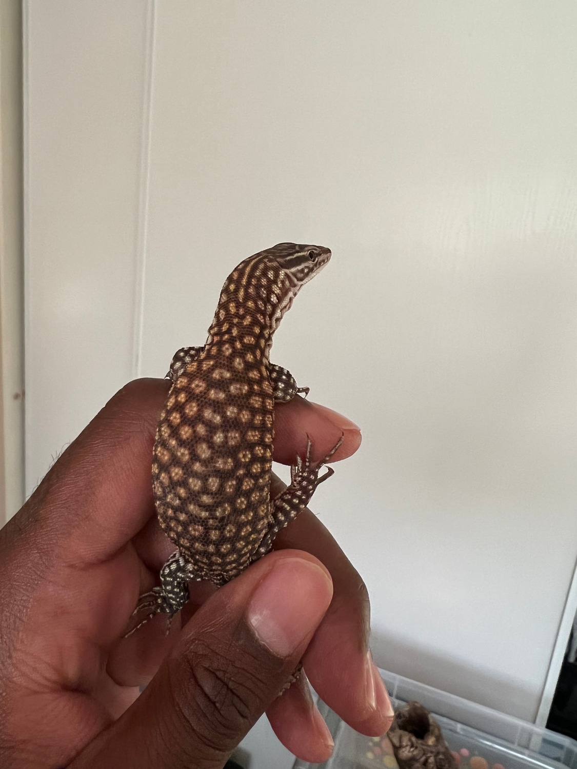 Red Ackies Spiny-Tailed Monitor by Hiss House Exotics - MorphMarket