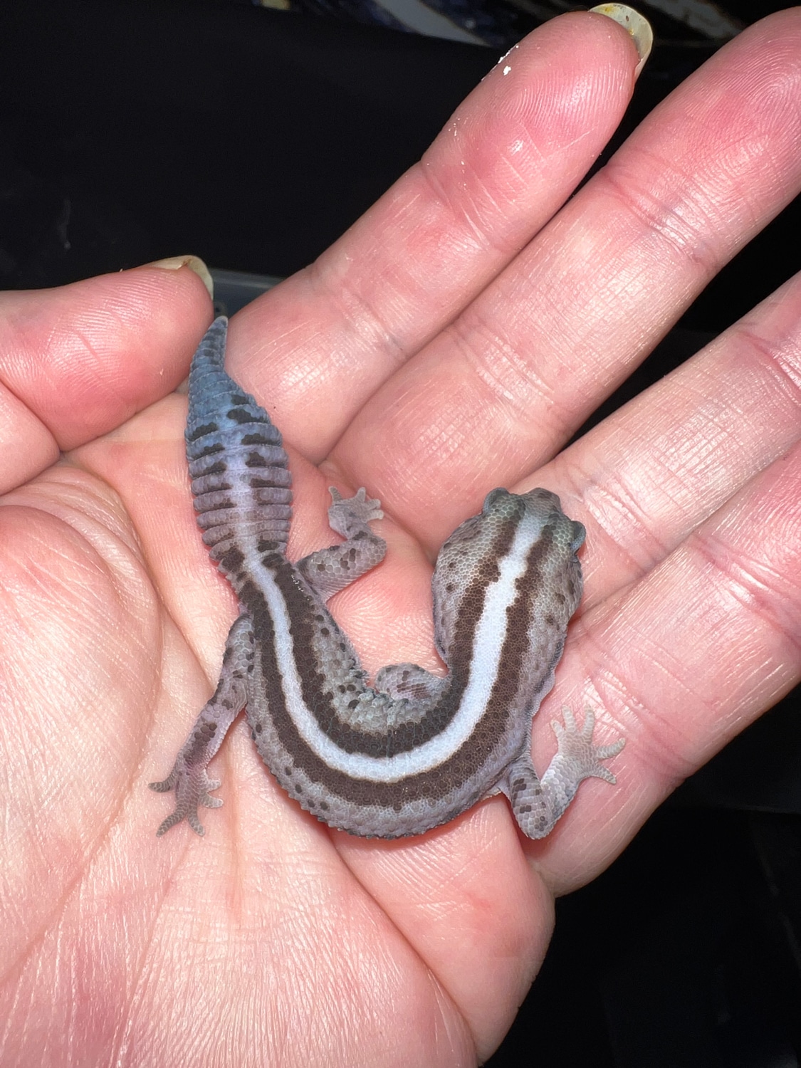 Striped White Out Oreo Patternless 66% Het Caramel 50% Het Zulu African ...