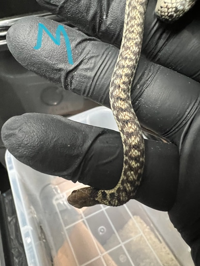 1.1 Het Melanistic Eastern Garters Garter Snake by Hiss House Exotics