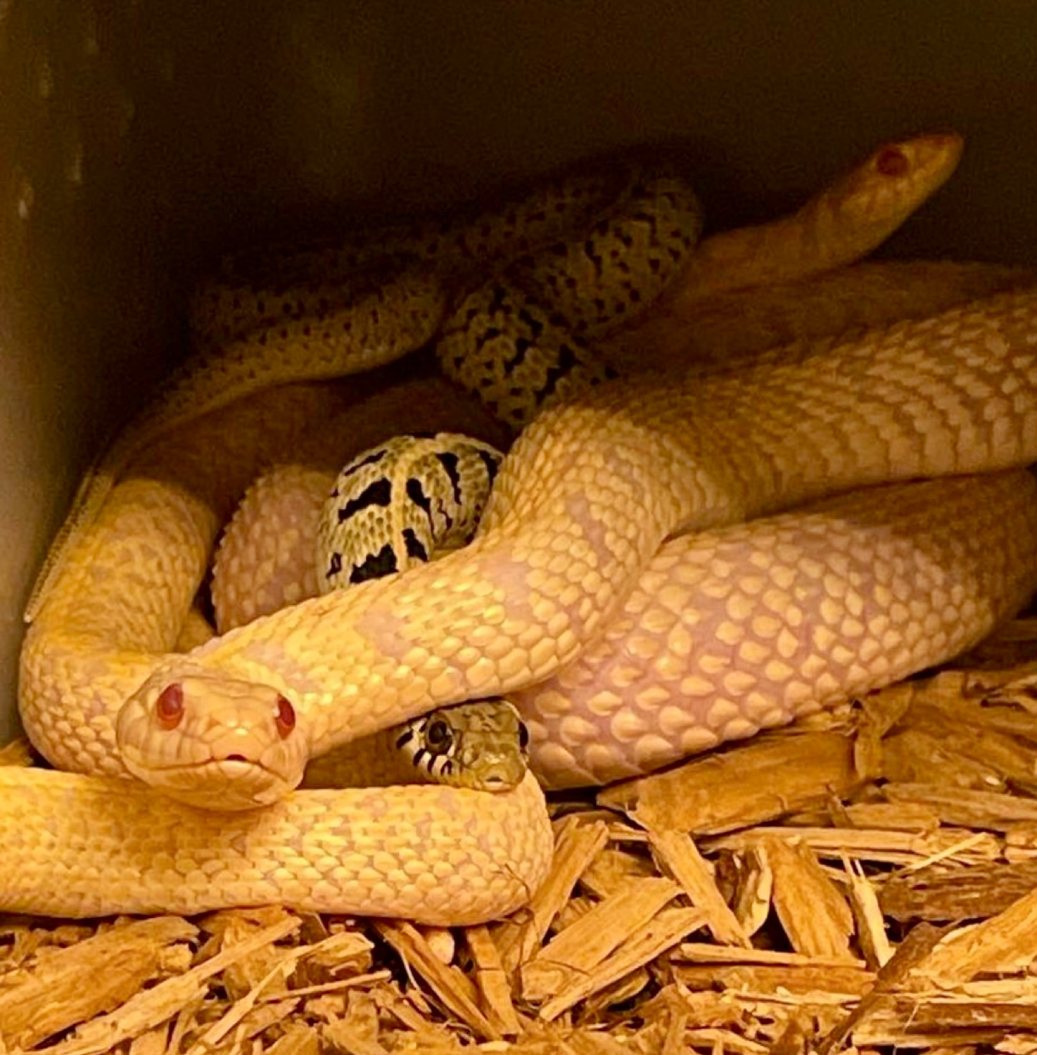 Granite Checkered Garter Group Garter Snake by Hiss House Exotics ...