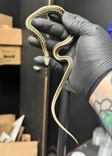 66% PH Pearl Plains Garters Garter Snake by Hiss House Exotics