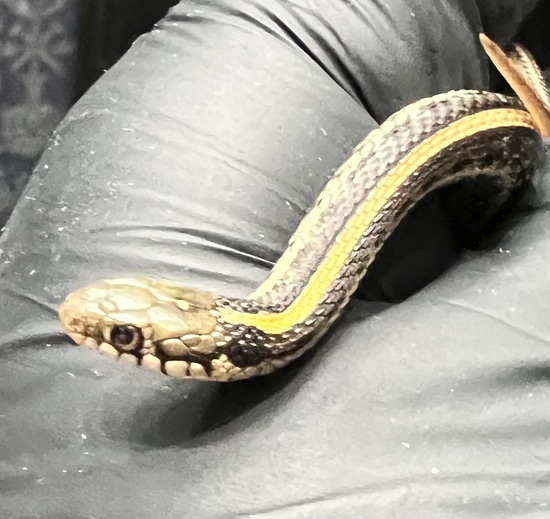 Plains Garters Garter Snake by Hiss House Exotics
