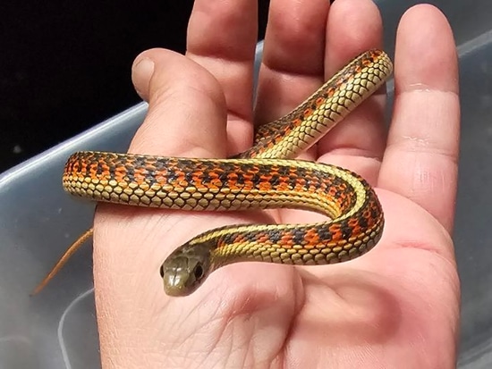Pair Of Parietalis Double Hets Garter Snake by Hiss House Exotics