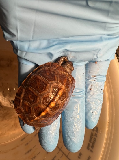 22' Eastern Box Turtle Hatchling by Tidewater Reptiles