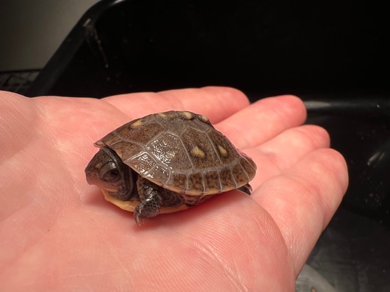 Eastern Box Hatchling Box Turtle by Tidewater Reptiles