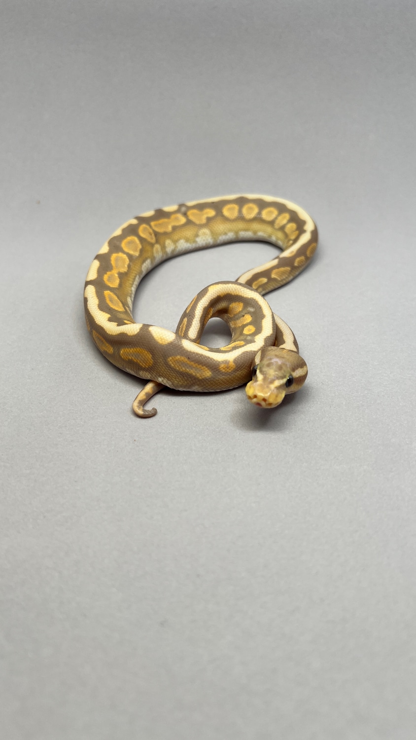 Cinnamon Coral Glow Yellow Belly Ball Python by Long Road Reptiles ...