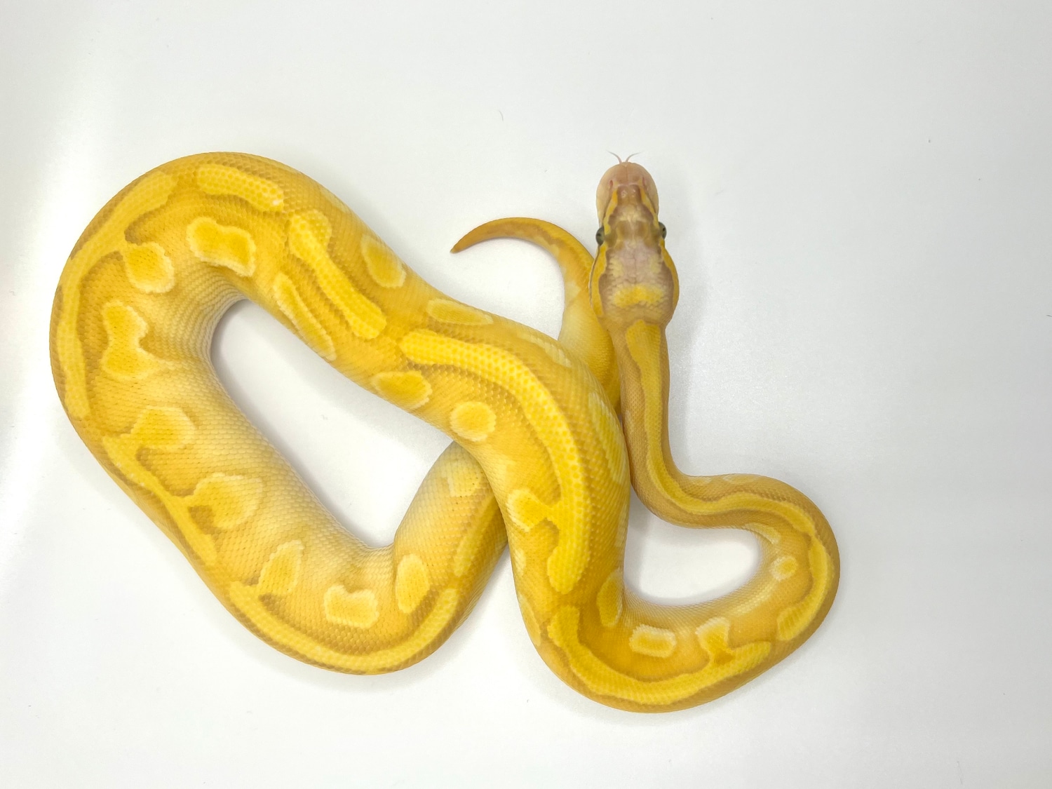Pastel Banana Bongo Enchi Lesser Yellowbelly Ball Python by Loni Tyler ...