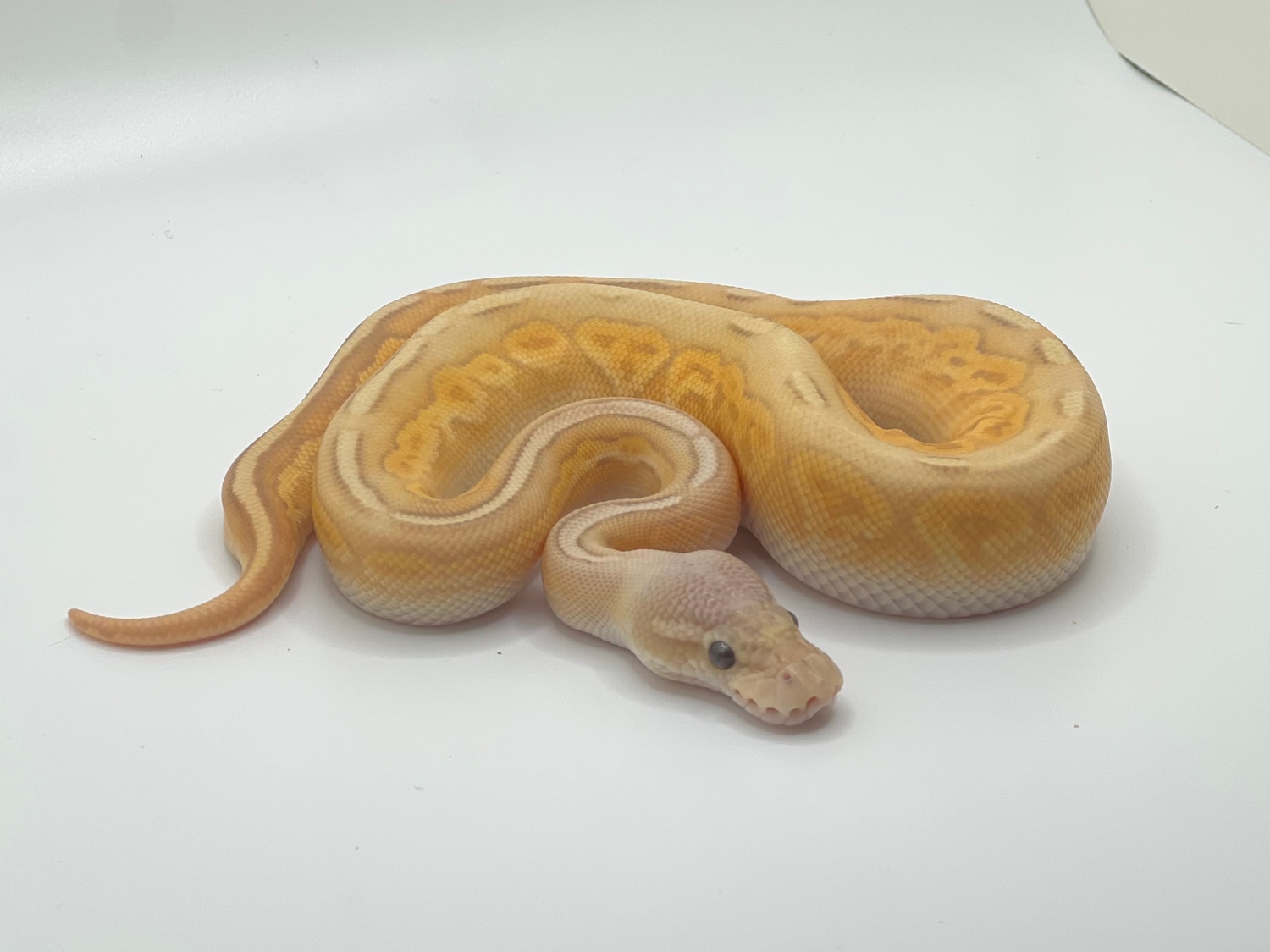 Black Pewter Banana Bongo Lesser Ball Python by Loni Tyler’s Barbaric’s ...