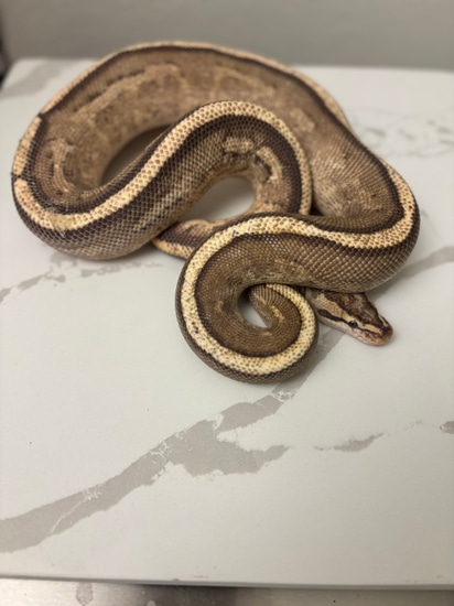 Super Stripe Ball Python by JLo’s Pythons