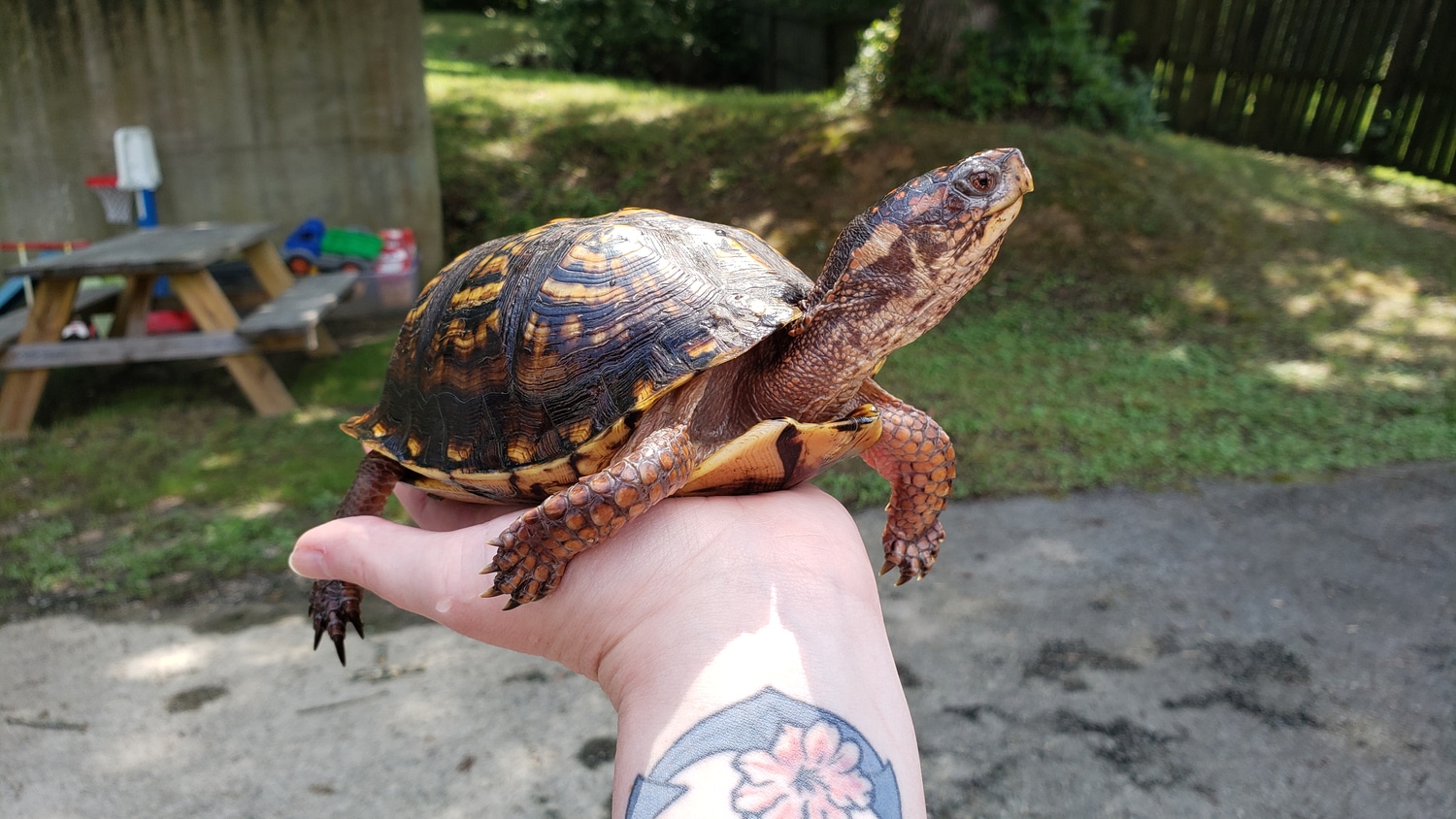 Female Eastern Box Turtle [CB] Box Turtles & Terrapin by Derby City ...