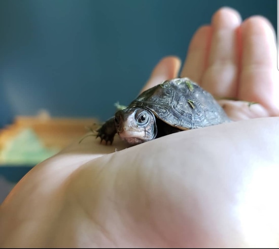 Eastern Box Hatchlings [3rd Generation] Box Turtle by Forbidden Fruit ...