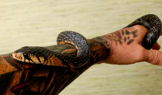 Mexican Indigo Guerrero Cribo & Indigo Snakes by Serpentarium