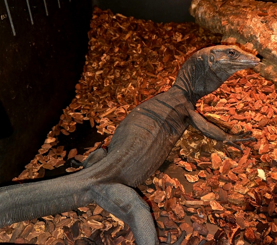 Black Dragon Water Monitor by Serpentarium