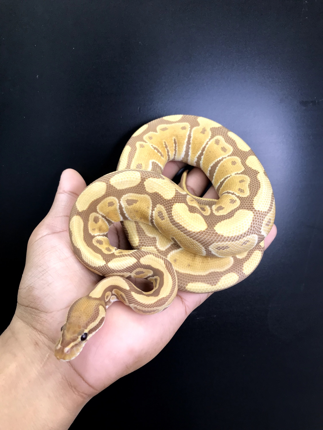 OD Ultramel Ball Python by Lord Elion Reptile - MorphMarket