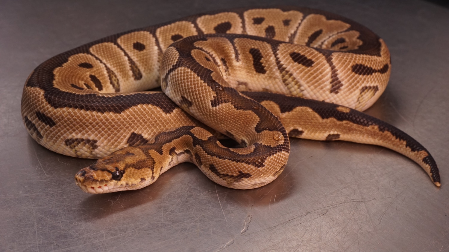 Clown Het Ultramel Ball Python by Lord Elion Reptile - MorphMarket