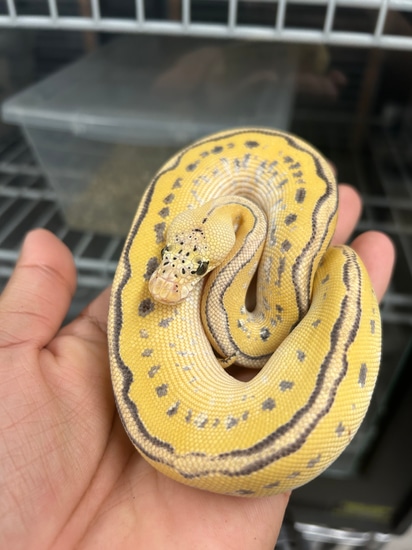 Pastel Leopard Freeway Clown Ball Python by Lord Elion Reptile