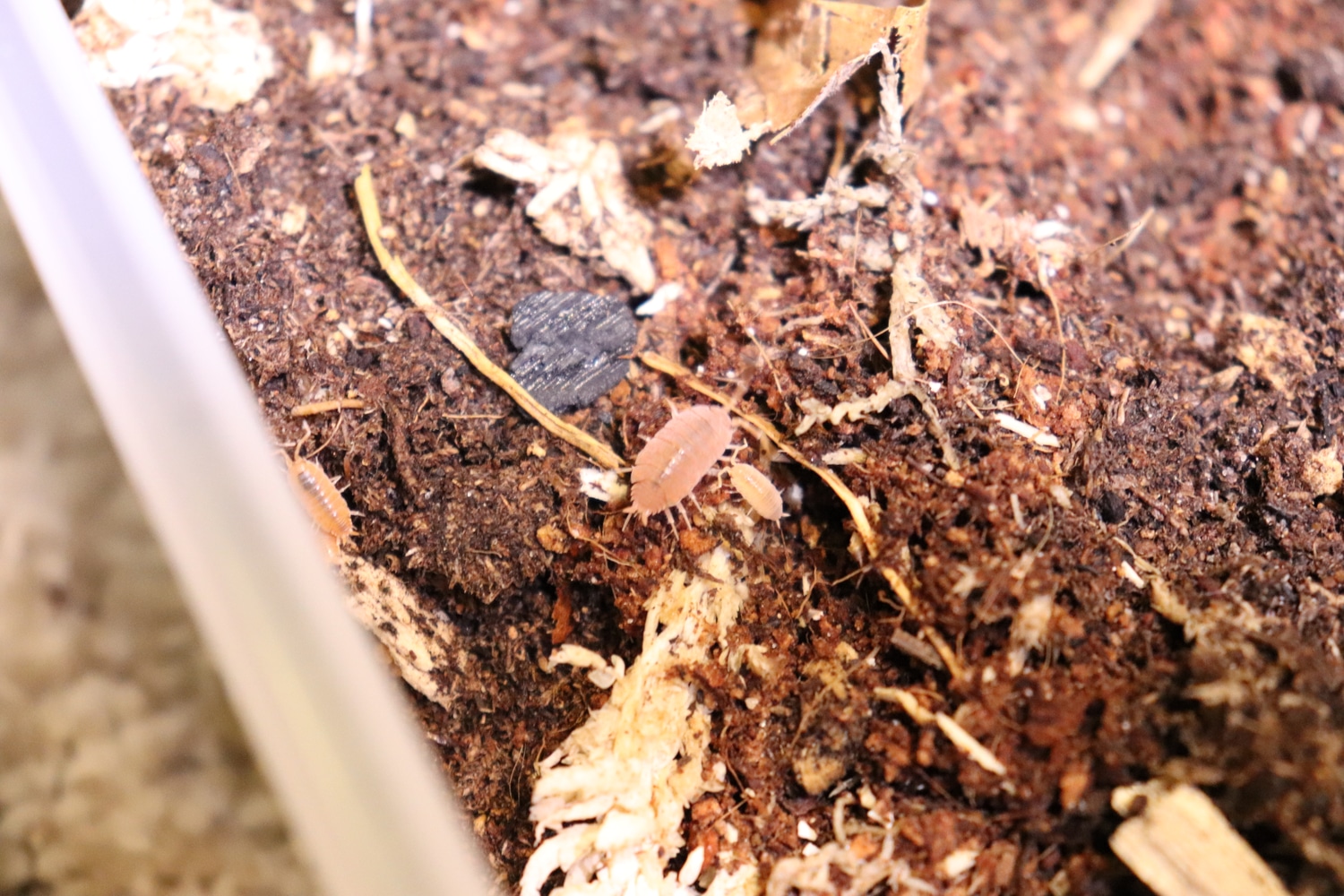 Powder Orange (Porcellionides Pruinosus "Orange") Isopod by Legs for ...