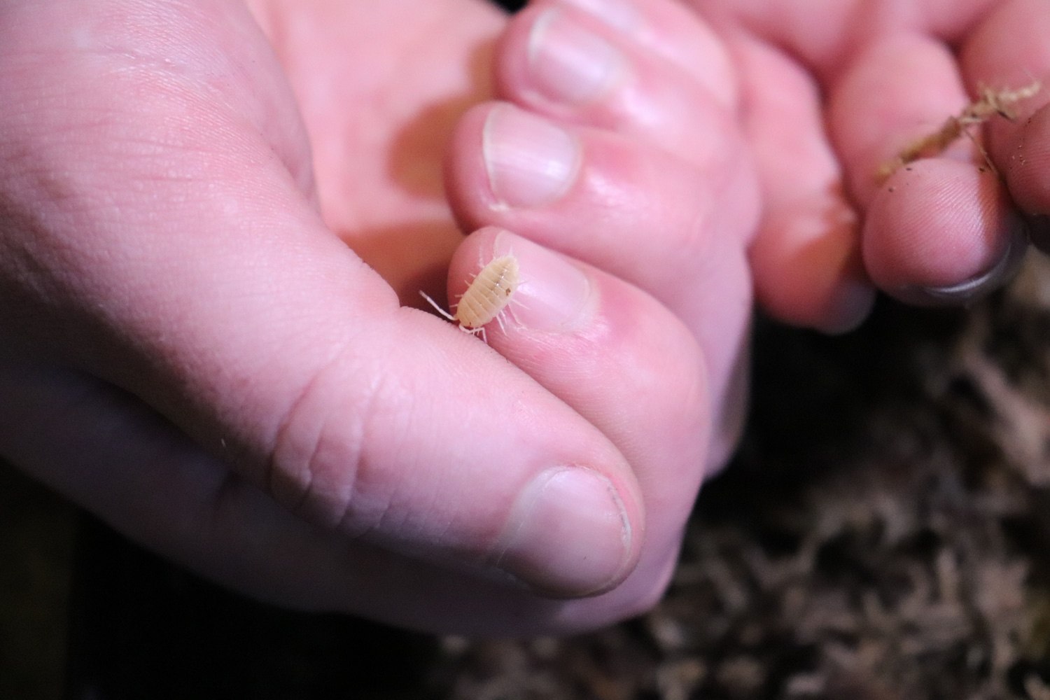 Powder White (Porcellionides Pruinosus "White Out") Isopod by Legs for ...