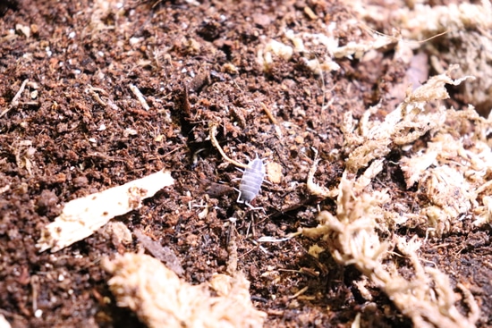 Oreo Crumble Isopod (Porcellionides Pruinosus "Oreo Crumble") by Legs ...