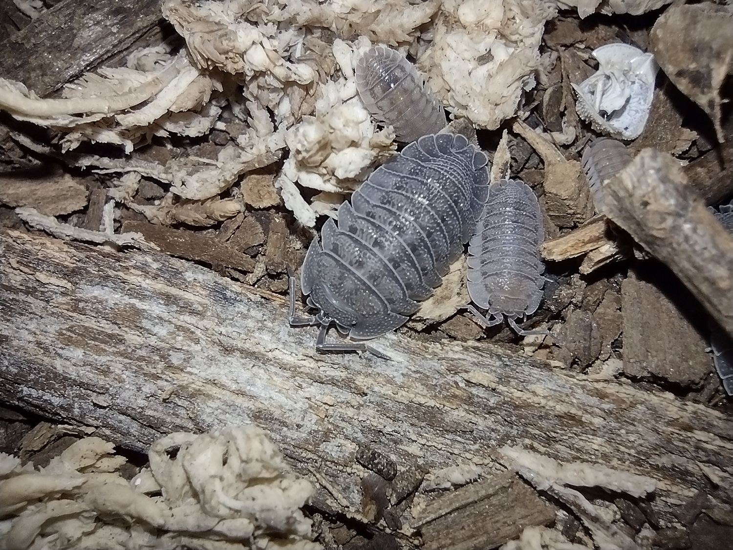 Bumpy Pillbug (Armadillidium Peraccae) Isopod by Legs for Days ...