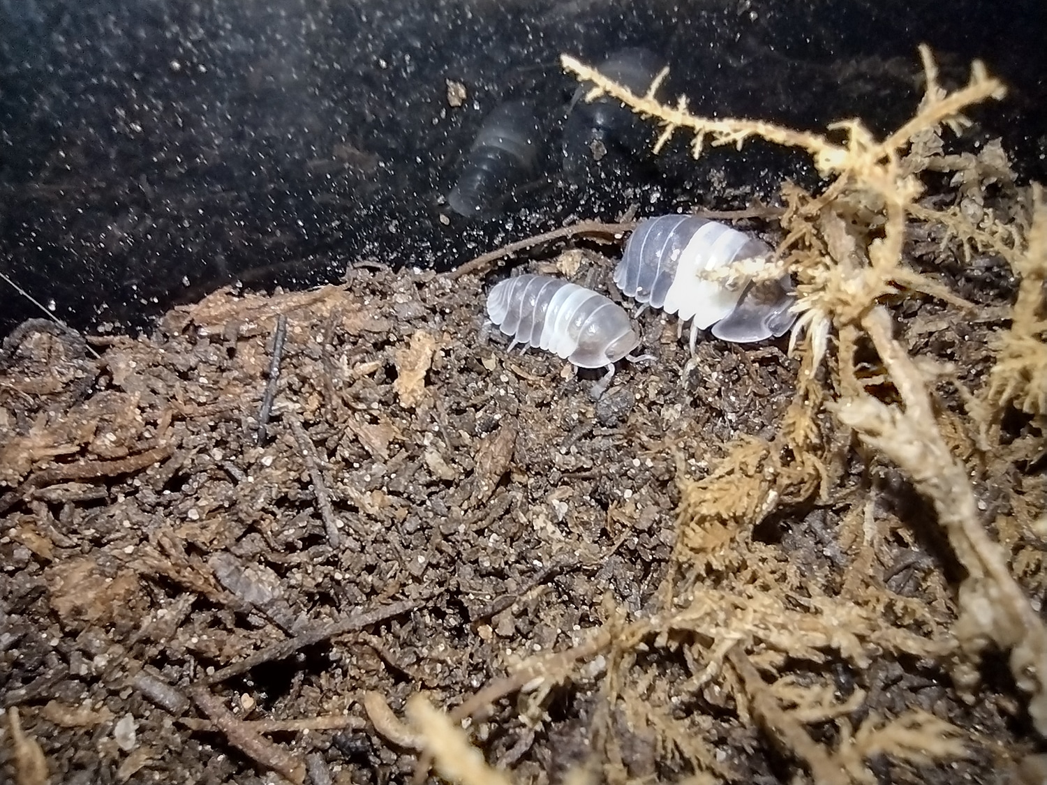 Panda Pillbug (Cubaris Sp. "Panda King") Isopod by Legs for Days ...