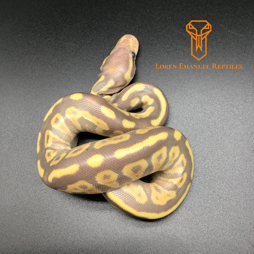 Banana Mystic Het G Stripe Ball Python by Loren Emanuel Reptiles ...