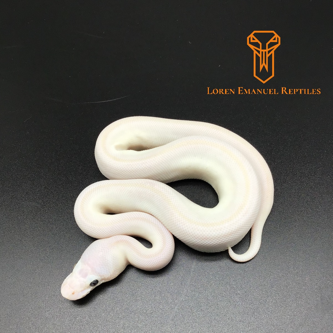 Lesser Mojave Possible Specter, Enchi, Spotnose, Pinstripe Ball Python ...
