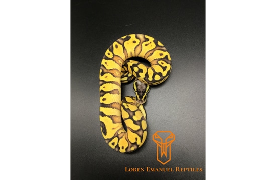Superfly Enchi YB/Gravel Het Hypo Ball Python by Loren Emanuel Reptiles