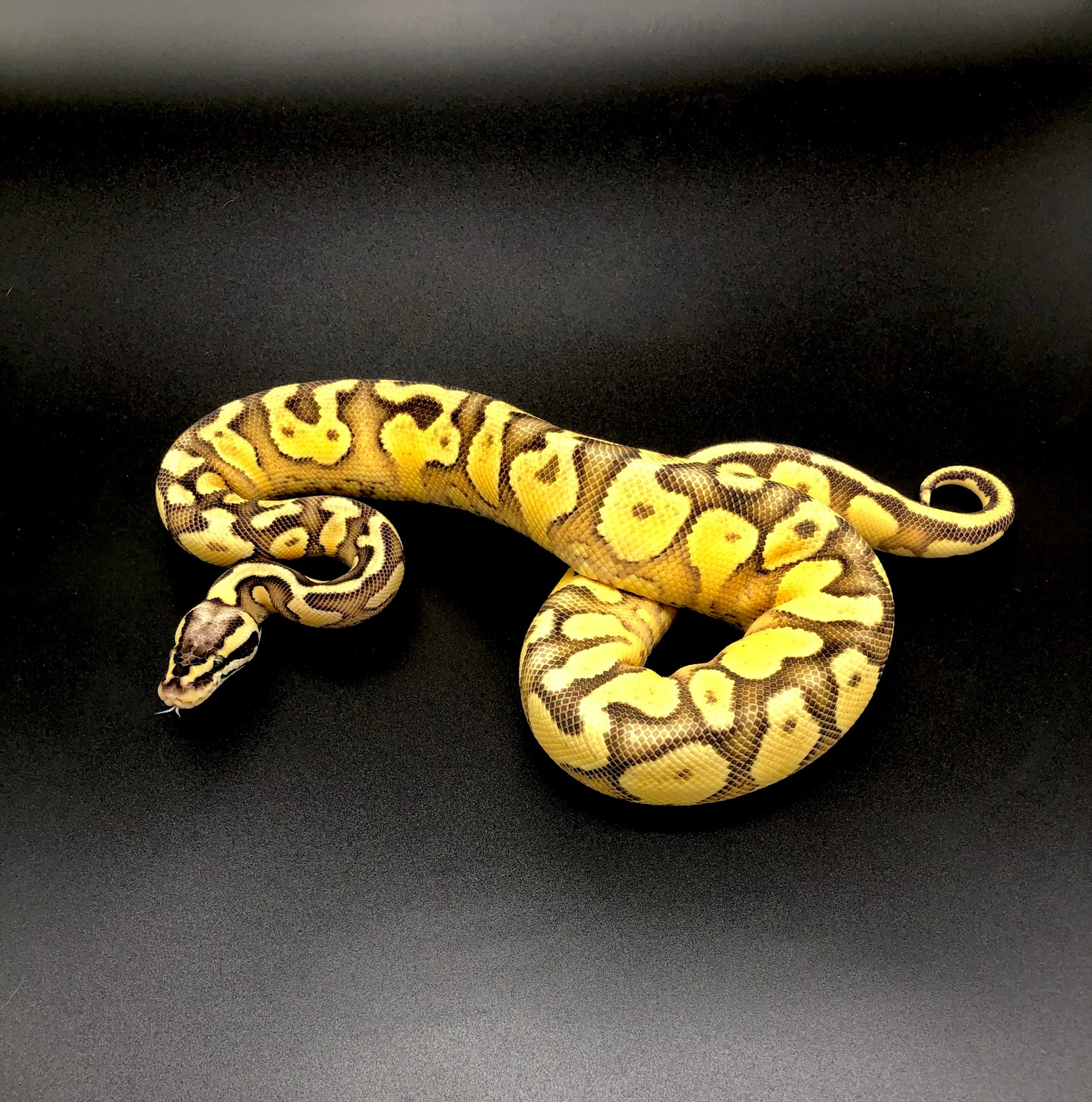 Superfly YB/Gravel Het Hypo Ball Python by Loren Emanuel Reptiles ...