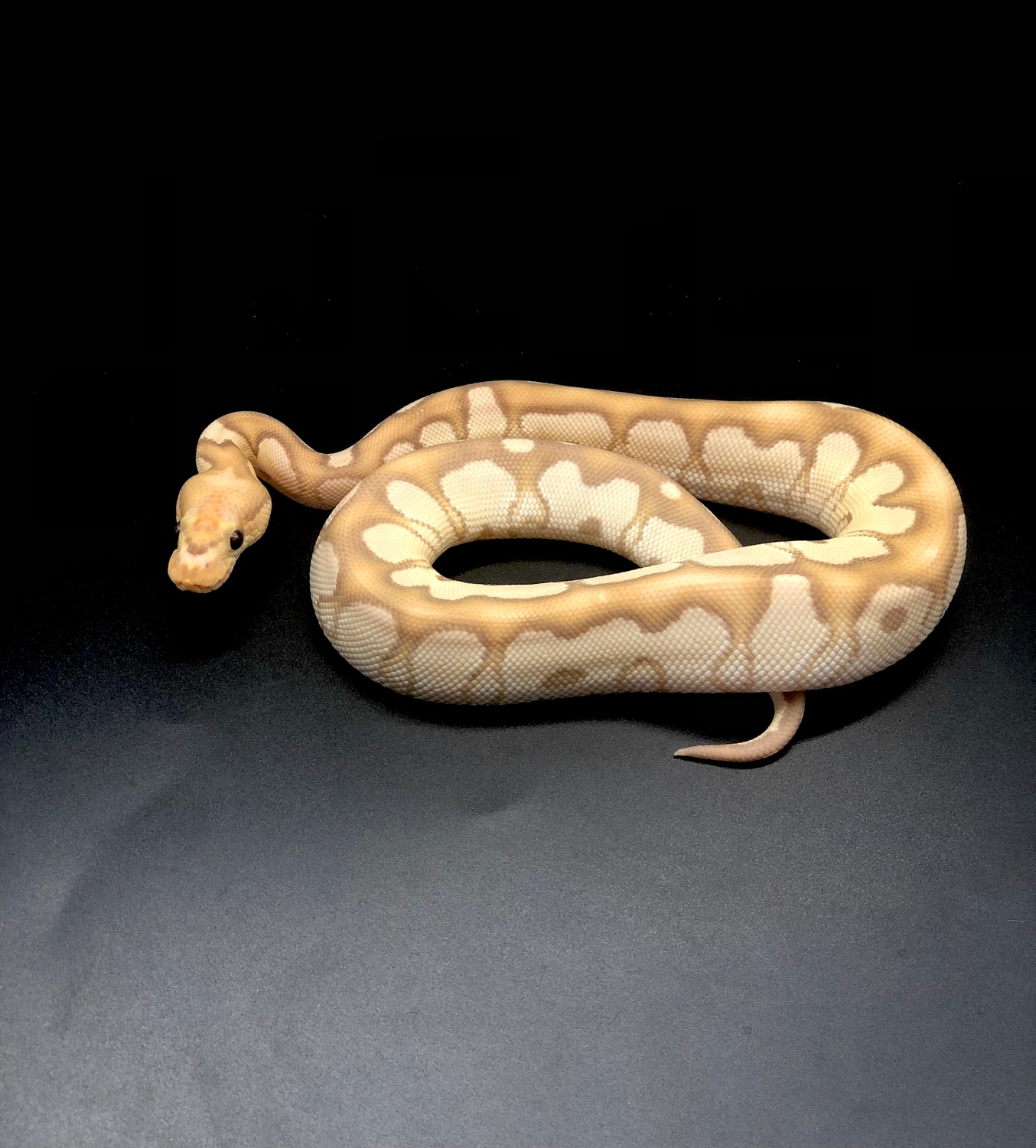 Banana Blade Clown Ball Python by Loren Emanuel Reptiles - MorphMarket