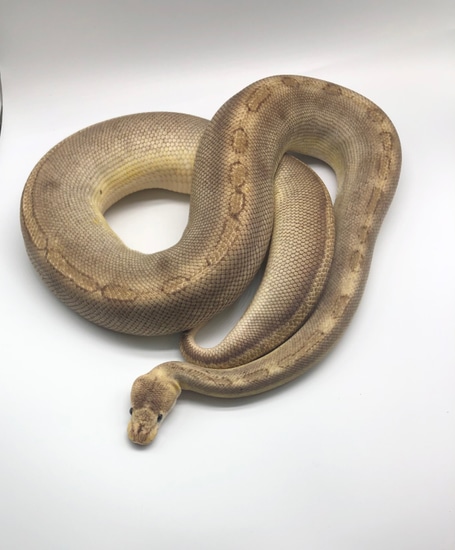 Female Champagne Het Hypo Ball Python by Loren Emanuel Reptiles