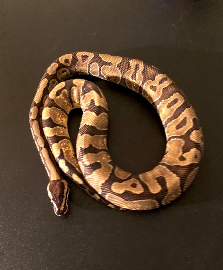 Enchi Spotnose Poss. Specter Ball Python by Loren Emanuel Reptiles