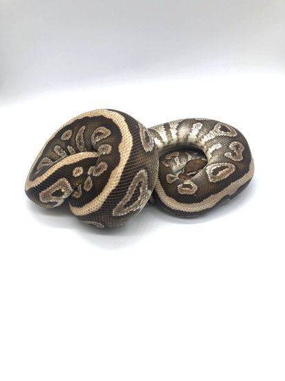 Mojave Spotnose Ball Python by Loren Emanuel Reptiles