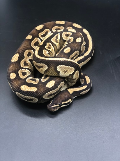 Mojave Ball Python by Loren Emanuel Reptiles