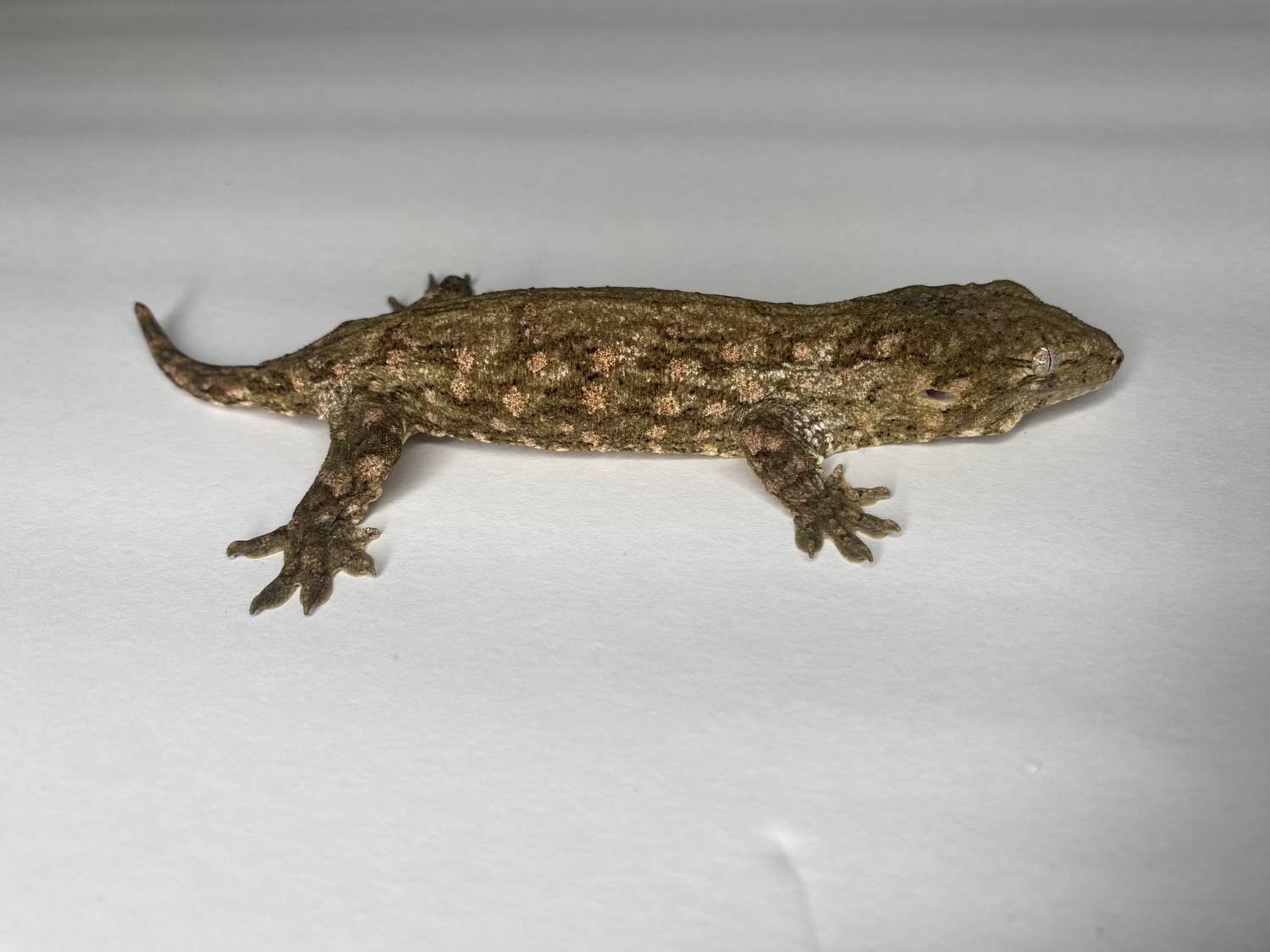 Nuu Ana X Nuu Ami Gecko Leachianus Gecko by SoCal PAWS N’ CLAWS ...